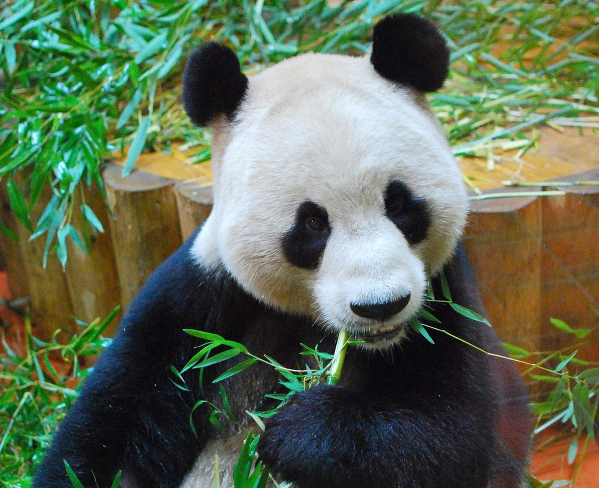 Reino Unido devolverá seus únicos pandas à China após 12 anos sem ...