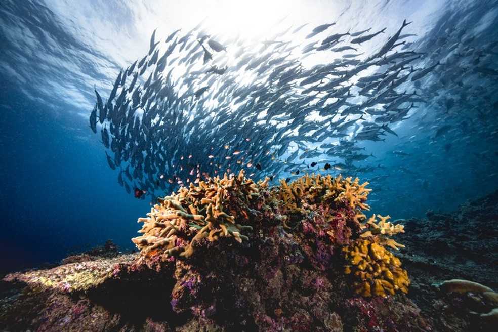 O risco de extinções em massa no oceano tem uma longa história