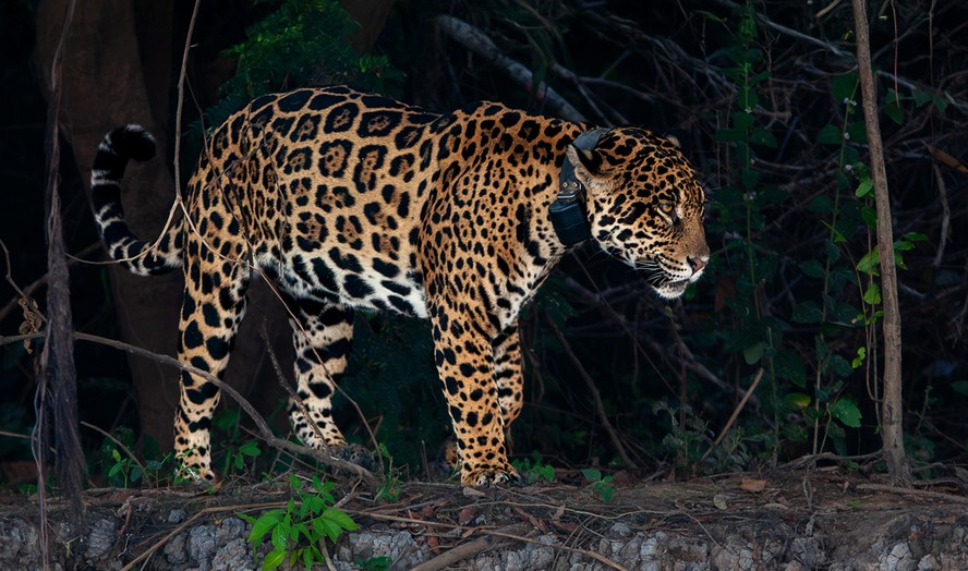 Mapeamento com GPS revela papel das florestas na conservação de onças ...