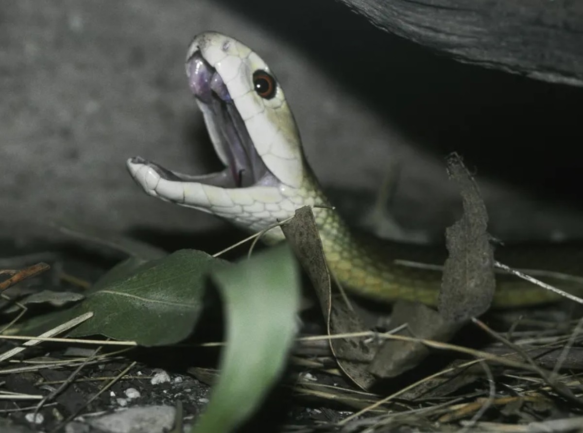 Você conhece a cobra mais venenosa do mundo? Saiba onde ela vive e por ...