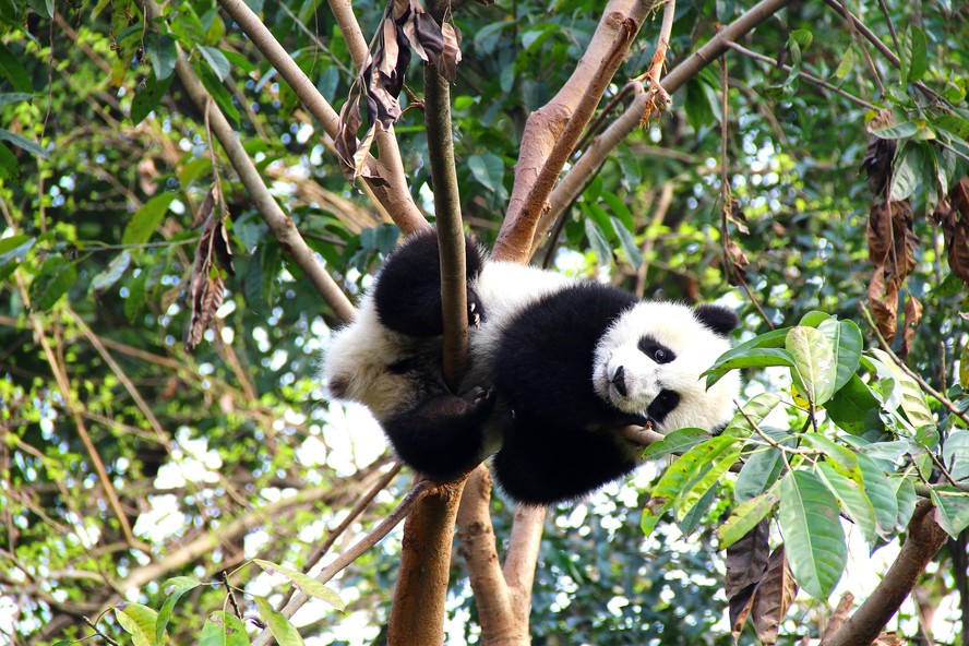 Cientistas finalmente descobrem por que os pandas gigantes são preto e ...