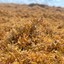 Aquecimento dos oceanos reduz quantidade de alga sargaço no Atlântico ...