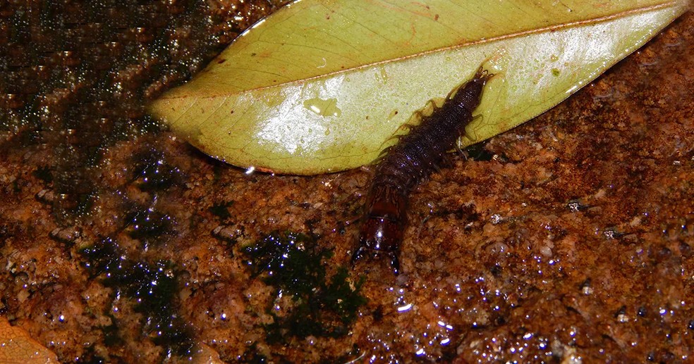 Expedições retratam a diversidade de insetos que vivem em montanhas ...