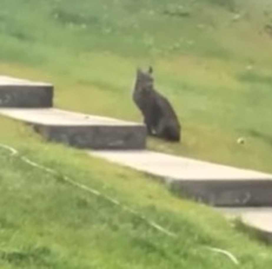 Lince negro é encontrado no Canadá pela primeira vez na história; veja ...