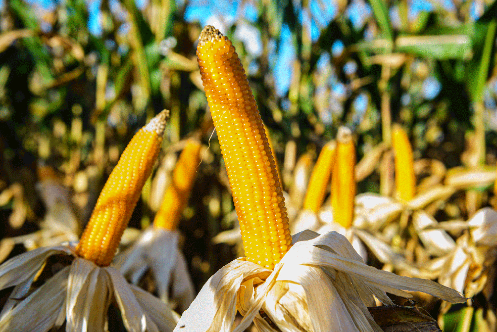 Do campo à mesa: gigante americana de alimentos quer ampliar ...