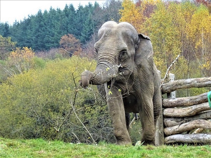 França inaugura primeira "casa de repouso" para elefantes do país — e ...