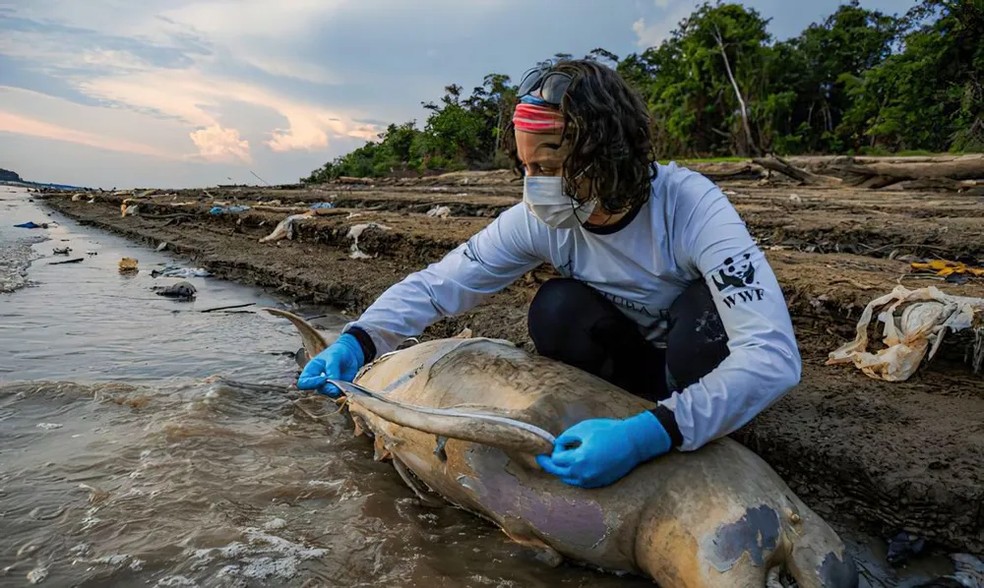 “Estarrecedor”: em meio à seca na Amazônia, lago perde 10% da população ...