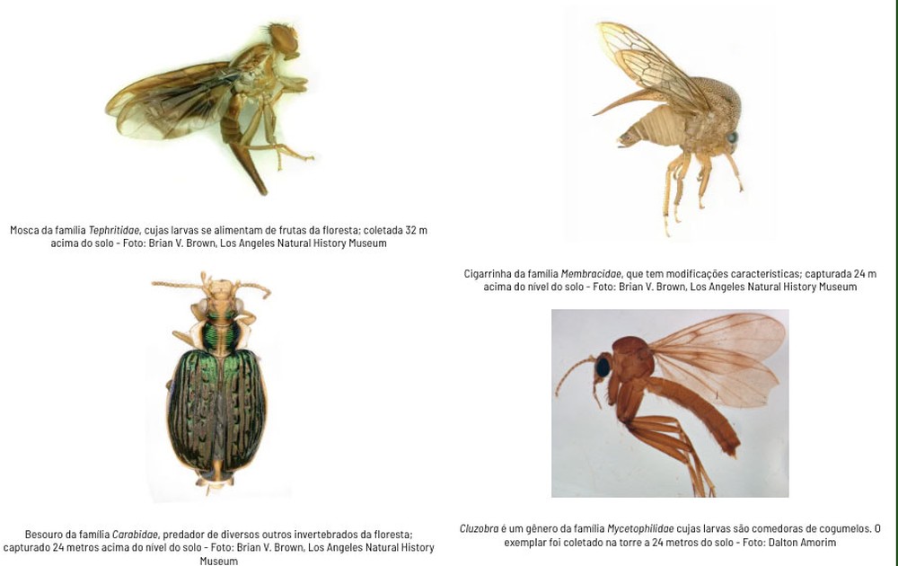 Insetos na Amazônia: aventura científica quer desvendar mundo pouco ...