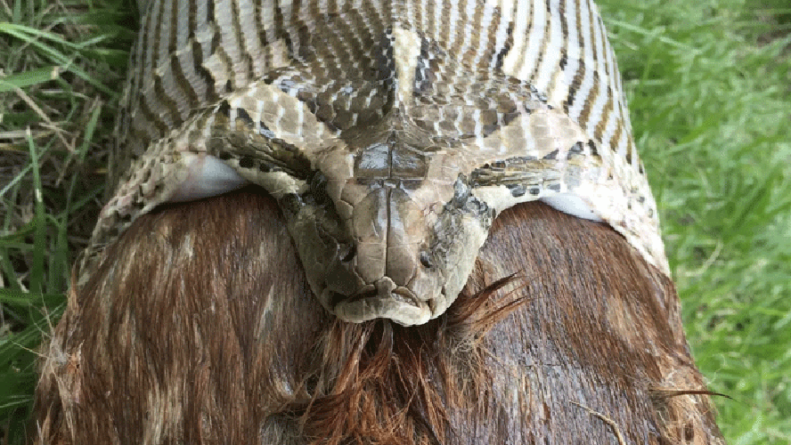 Cientistas descobrem célula inédita que permite cobras pítons digerirem ...