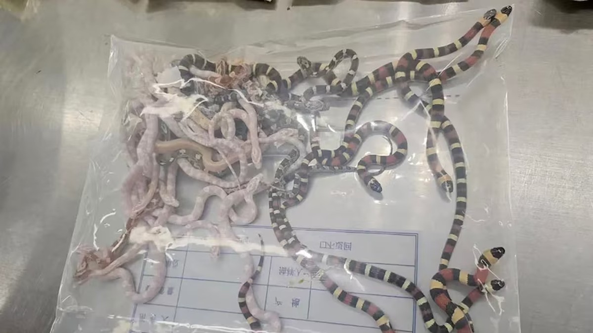 Homem é pego tentando contrabandear 104 cobras vivas para a China ...