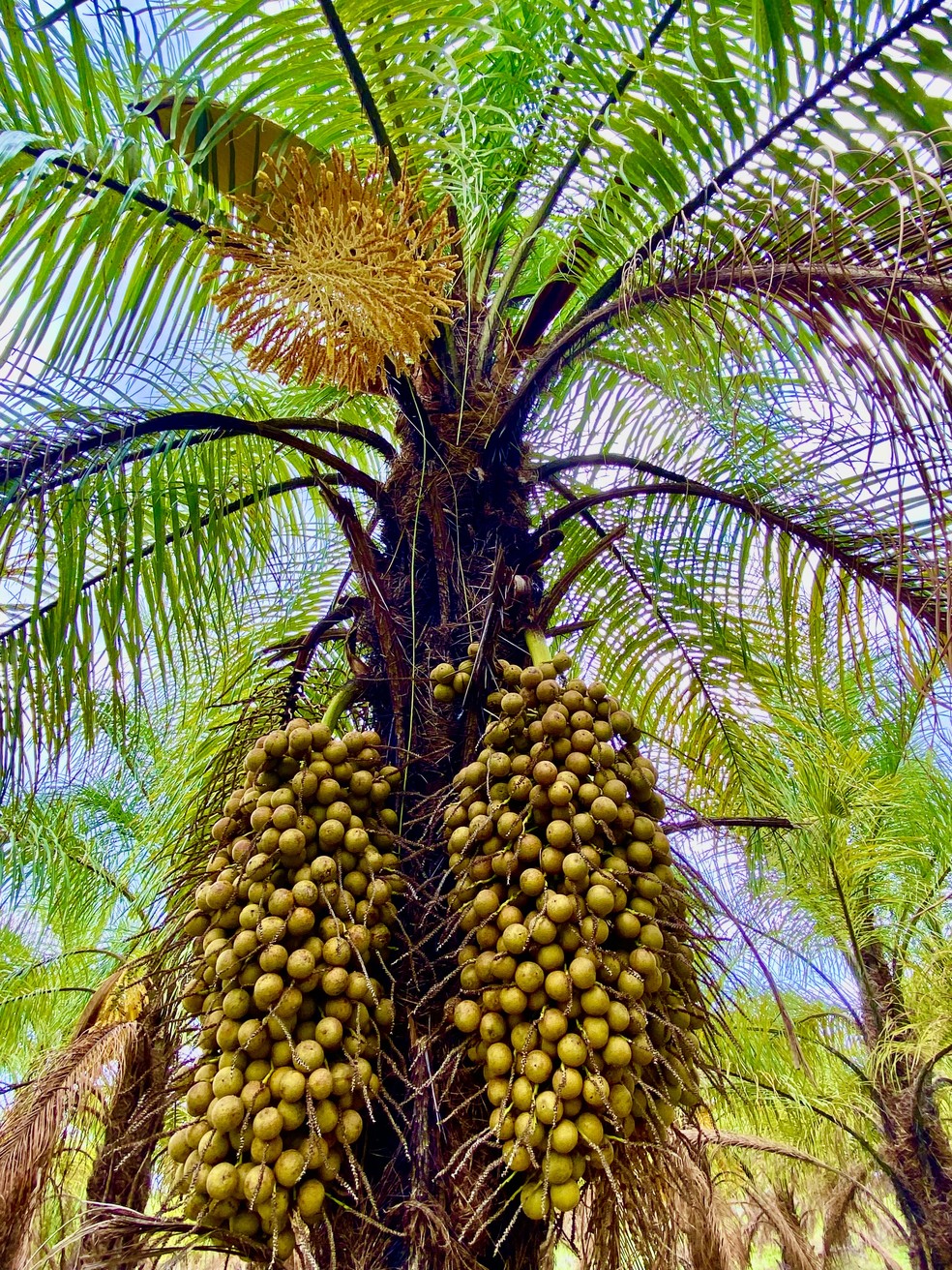 A hora e a vez da macaúba: espécie brasileira atrai investimentos ...