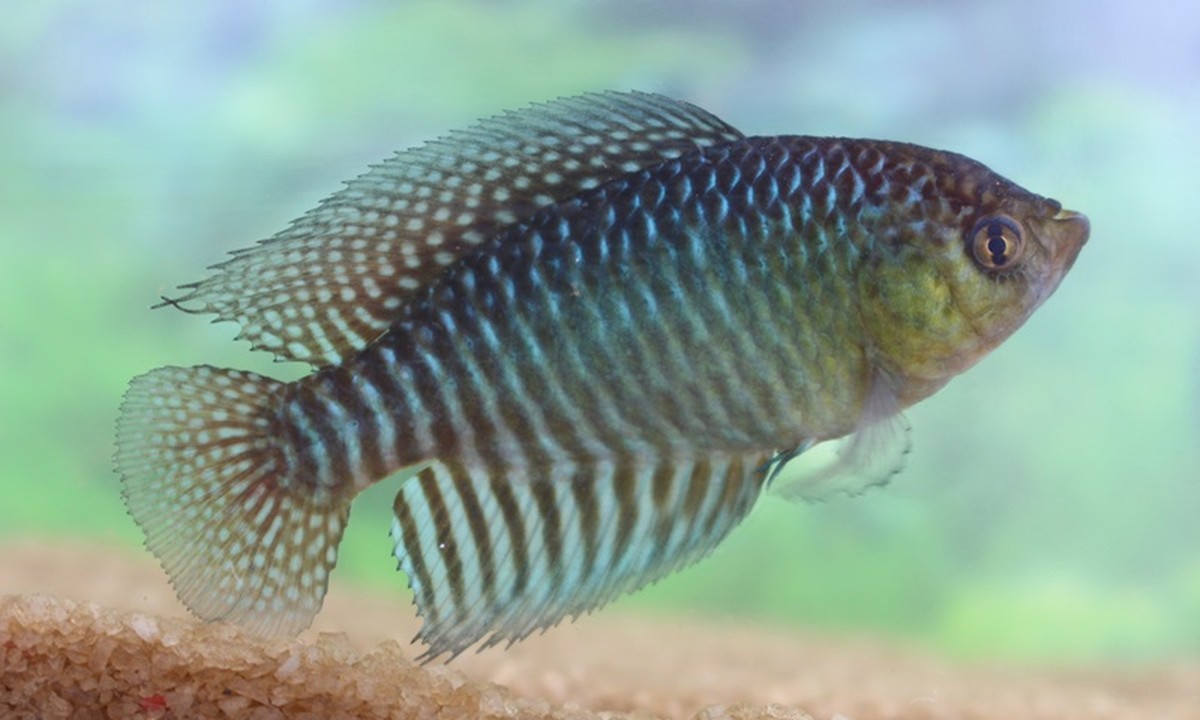 Cientistas descobrem nova espécie de “peixe das nuvens” ameaçado e a ...
