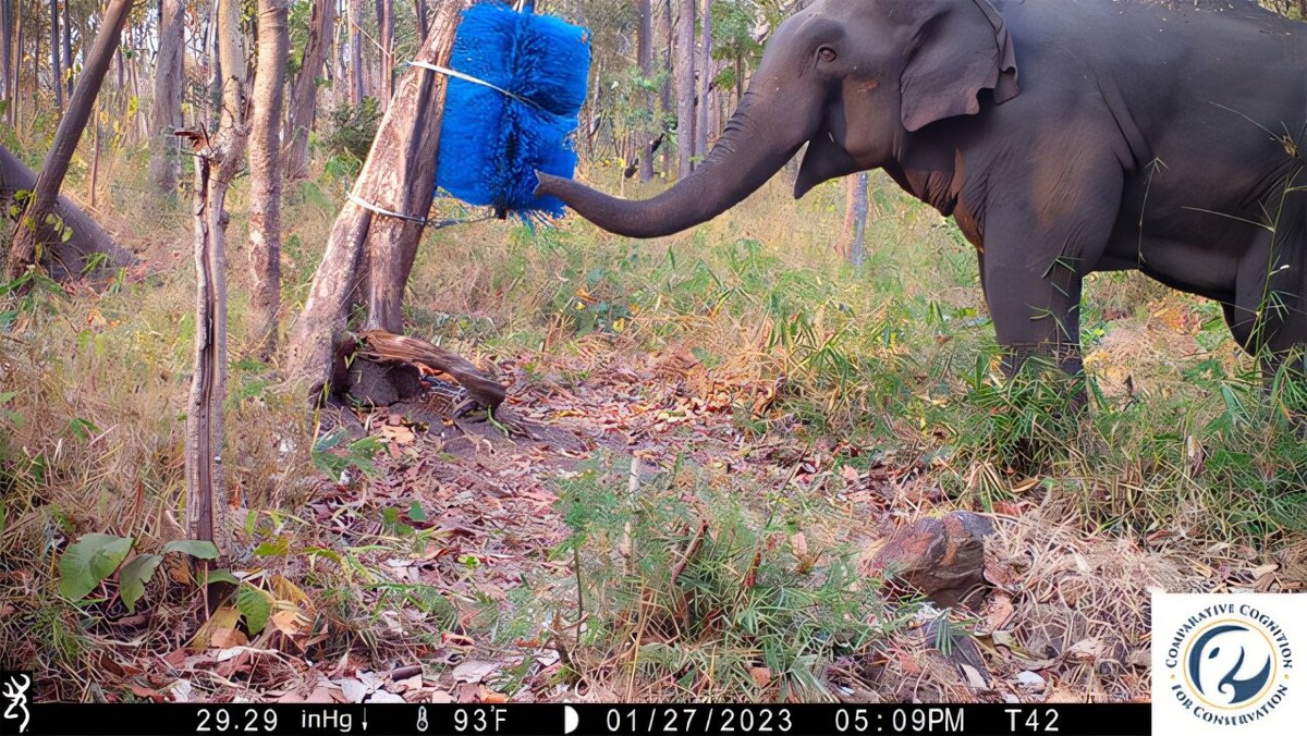 'Neofilia', a atração por novidade, explica por que alguns elefantes se ...