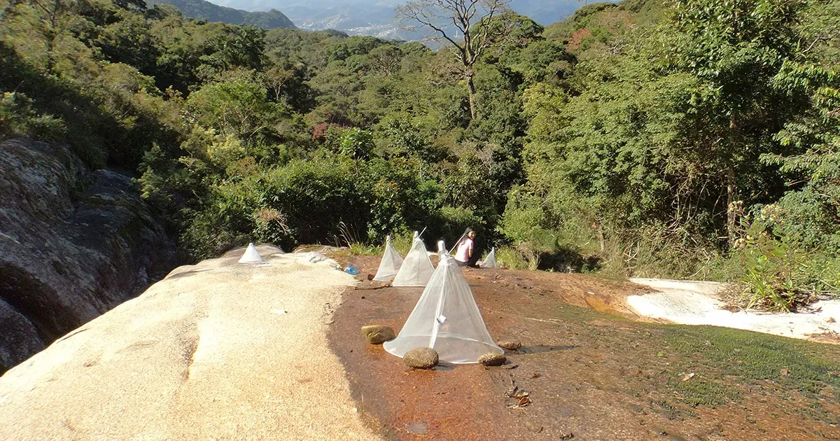 Expedições retratam a diversidade de insetos que vivem em montanhas ...