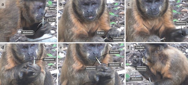 Macacos-prego desenvolvem habilidade de tirar parte tóxica ao comer ...