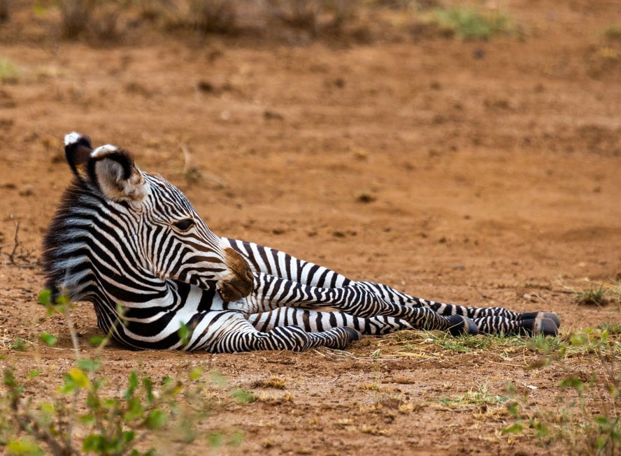 Seca no Quênia está matando uma das zebras mais raras do mundo