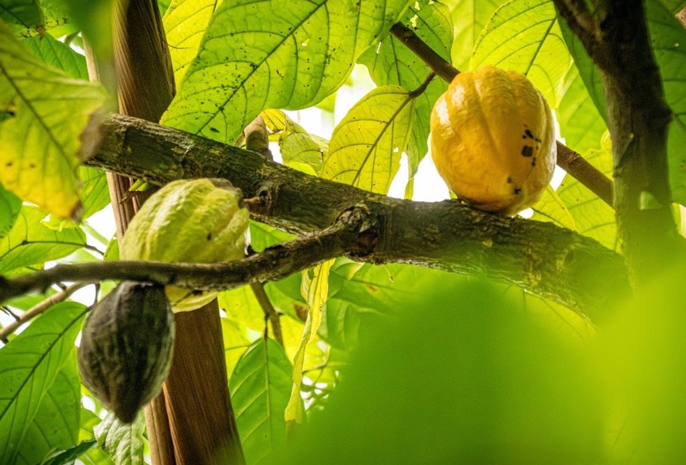 Vozes de Belém: Dona Nena e seu chocolate nativo da Amazônia são ...
