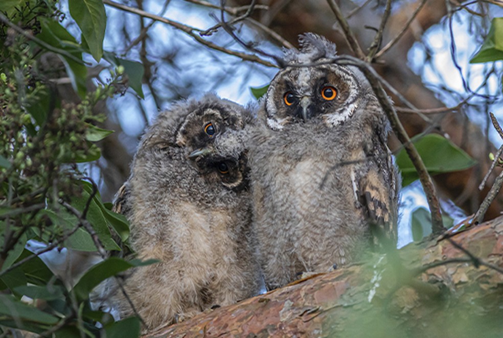 Romance animal: conheça 8 espécies que escolhem um único parceiro para ...