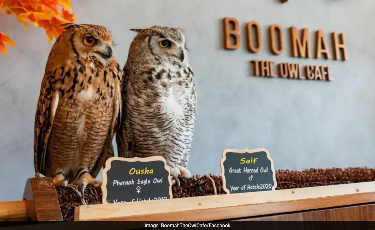 Café com corujas em Abu Dhabi viraliza e atrai críticas; acariciar aves ...