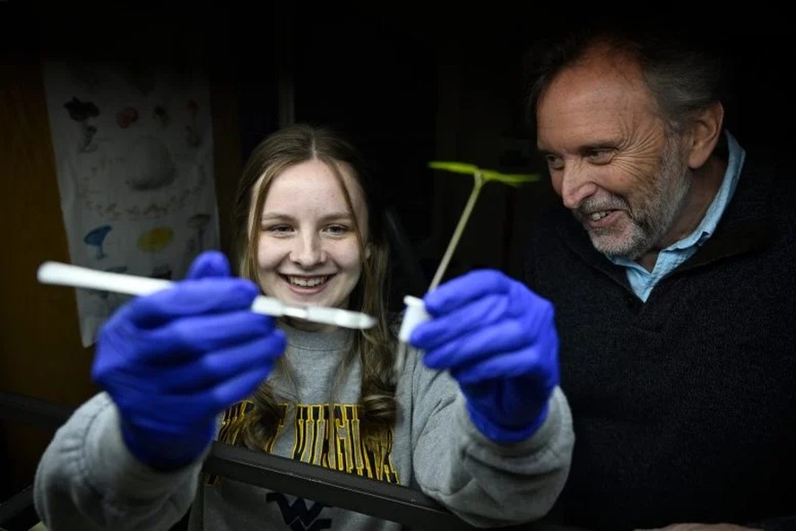 Fungo misterioso ligado ao LSD é descoberto após 80 anos por estudante ...