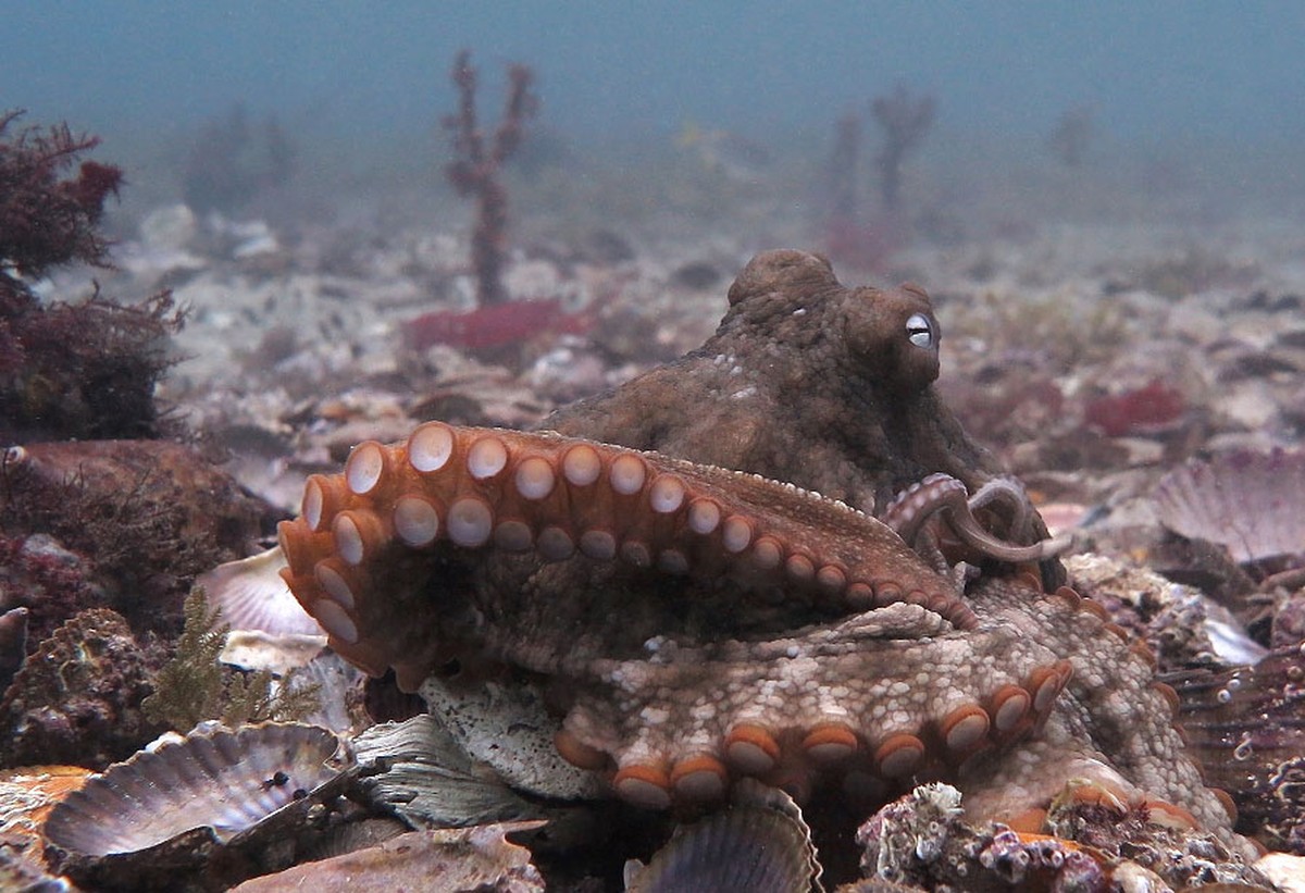 Ancestral comum com humanos pode explicar inteligência de polvos
