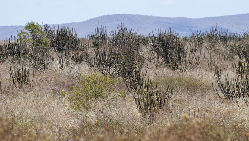 Cuidados com solo e vegetação recuperam vitalidade da Caatinga