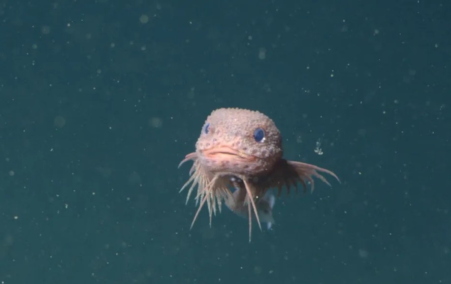 Cientistas descobrem peixe rosa 'estiloso' na costa da Califórnia