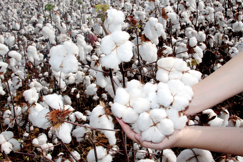 Com biofábricas, rastreabilidade e moda consciente, algodão sustentável ...