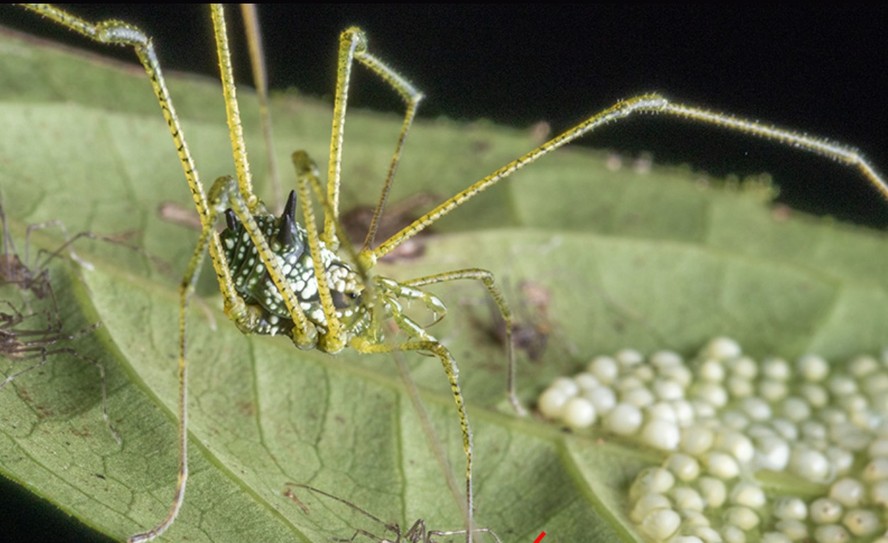Aracnídeo macho que cuida da prole anuncia “boa saúde” para atrair ...