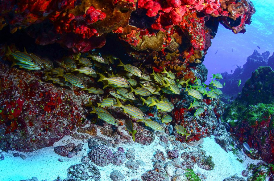 Lançado o mais completo levantamento sobre a biodiversidade marinha ...