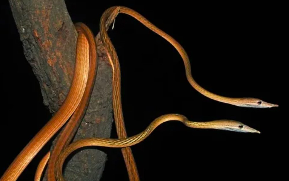 Nova espécie de cobra com focinho alongado é descoberta na Índia ...