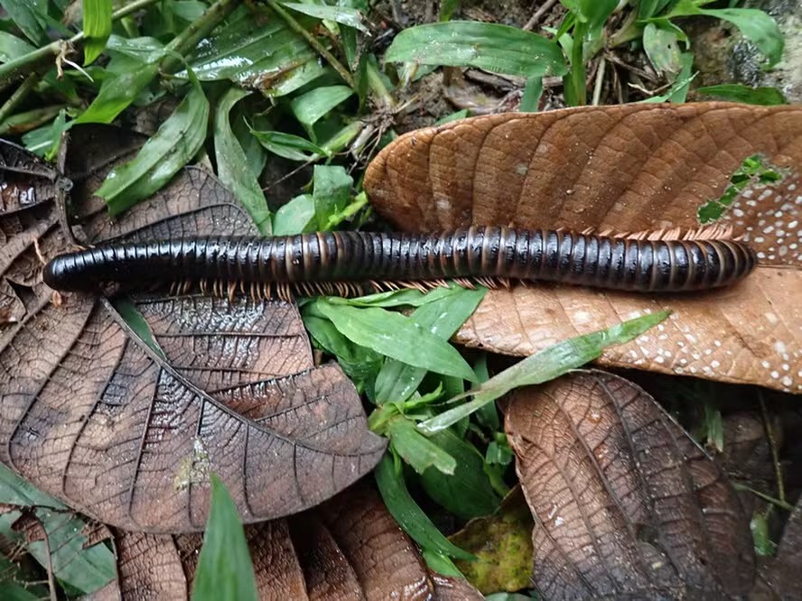 Espécie de centopeia perdida por 126 anos é avistada em Madagascar