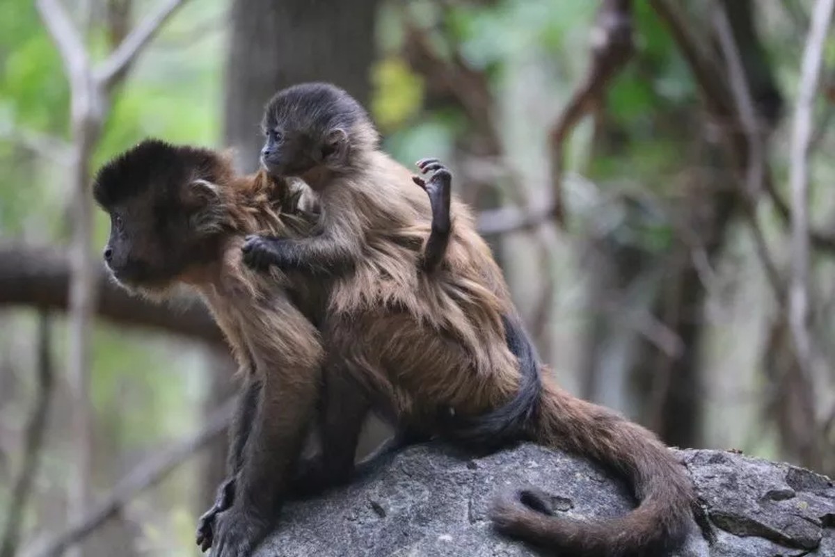 Caso comovente de mãe macaco-prego cuidando de filhote com deficiência ...