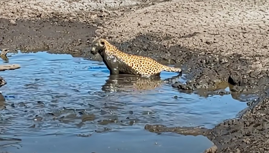 Leopardo se joga na lama para pescaria em poça cheia de peixes; assista ...