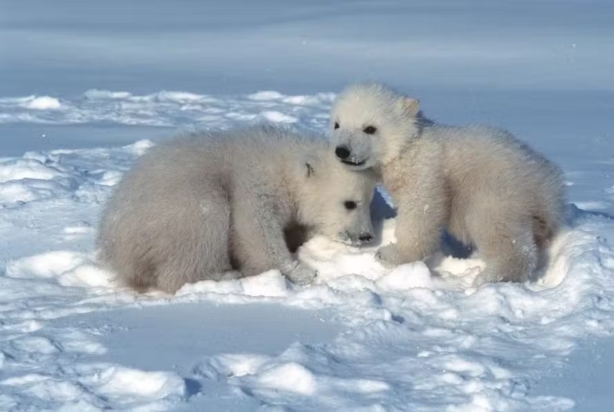 Vídeo raro de bebês urso polar deixando esconderijo levou 10 anos pra ...