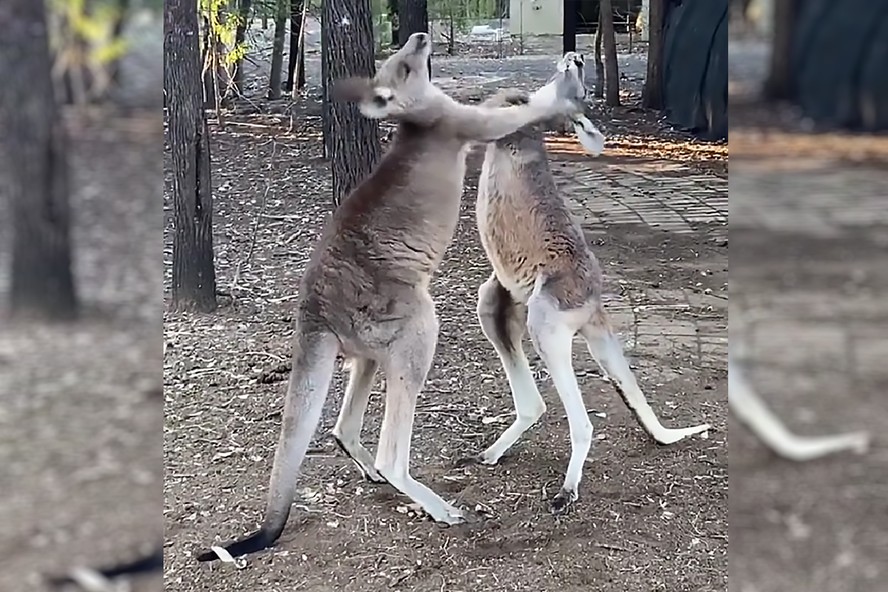 Boxe? Cangurus jovens brincam em treino para lutas na vida adulta ...