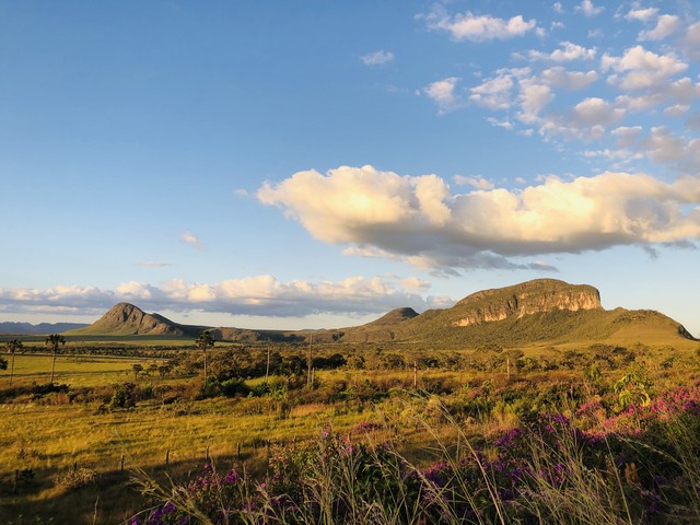 Desmatamento no Matopiba derrubou 494 mil hectares de Cerrado desde ...
