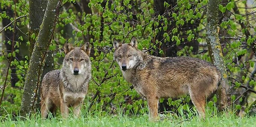 'Lobo loiro': híbridos de cães e lobos se espalham pela Europa e ...