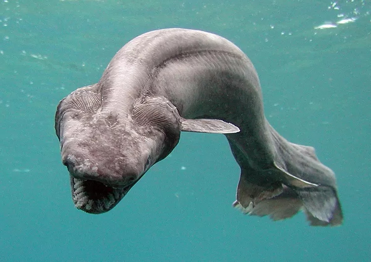 Conheça 5 criaturas do fundo do mar que vivem na escuridão total