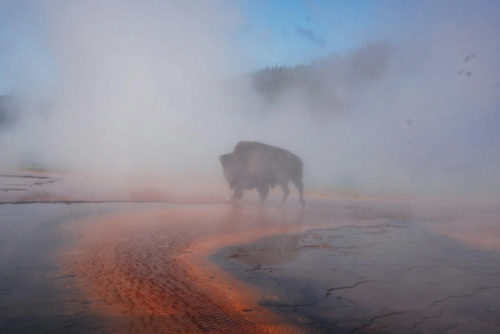 Bisão morre após cair em fonte termal fervente no parque de Yellowstone ...
