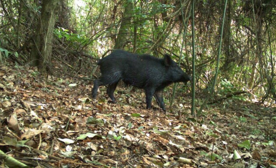 No Cerrado, diversificação de lavouras tem efeito benéfico sobre a ...