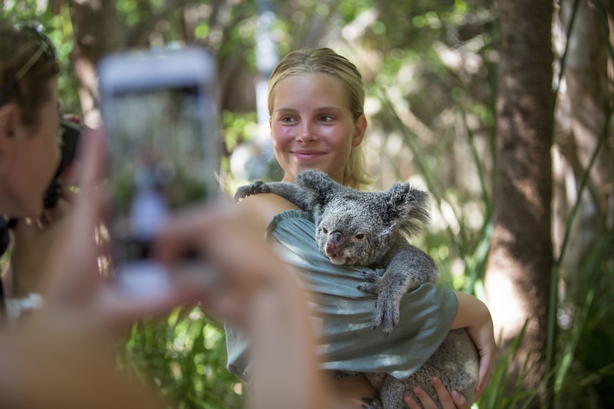 Por trás das famosas fotos com coalas: grupo de bem-estar animal pede ...