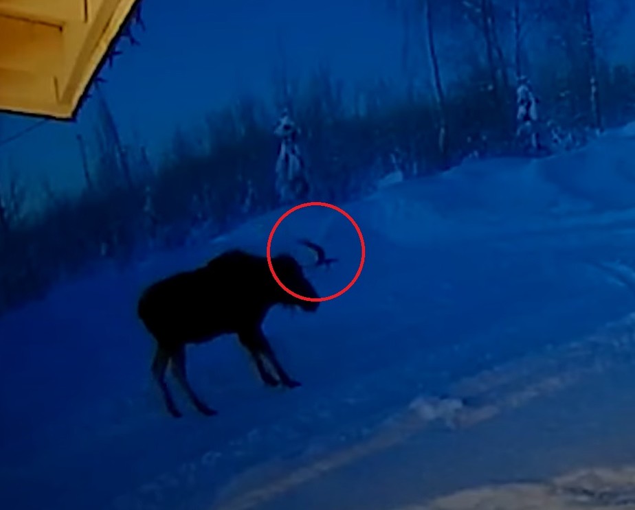 No Alasca, câmera flagra momento raro de alce perdendo chifres | Clima ...