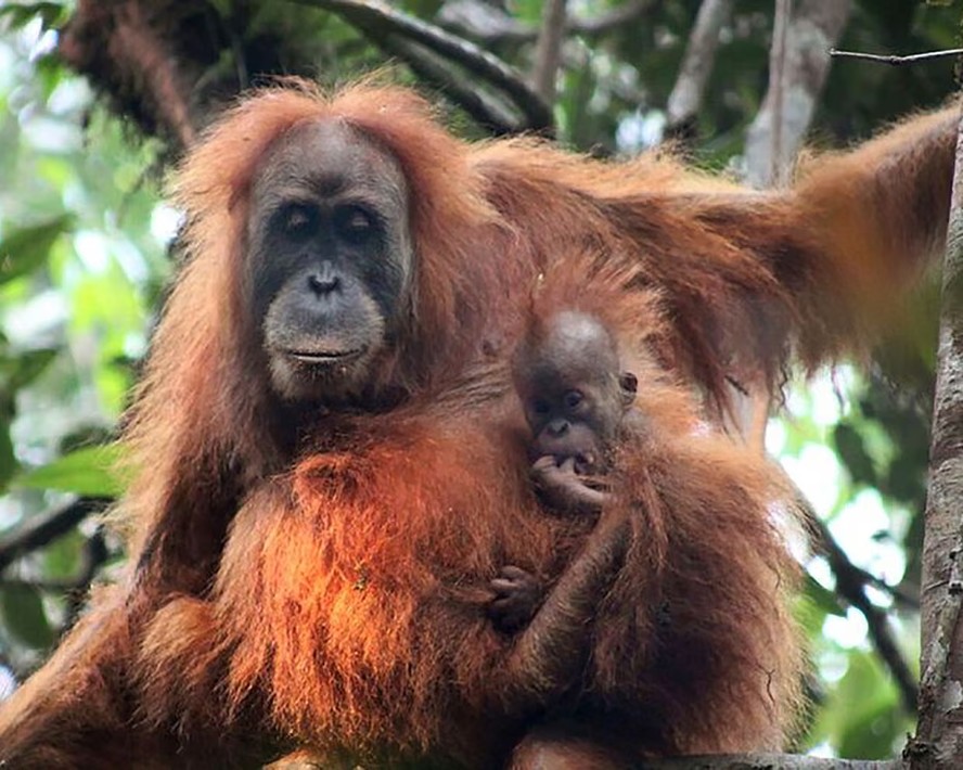 Inundações na Indonésia agravam riscos para orangotango à beira de extinção