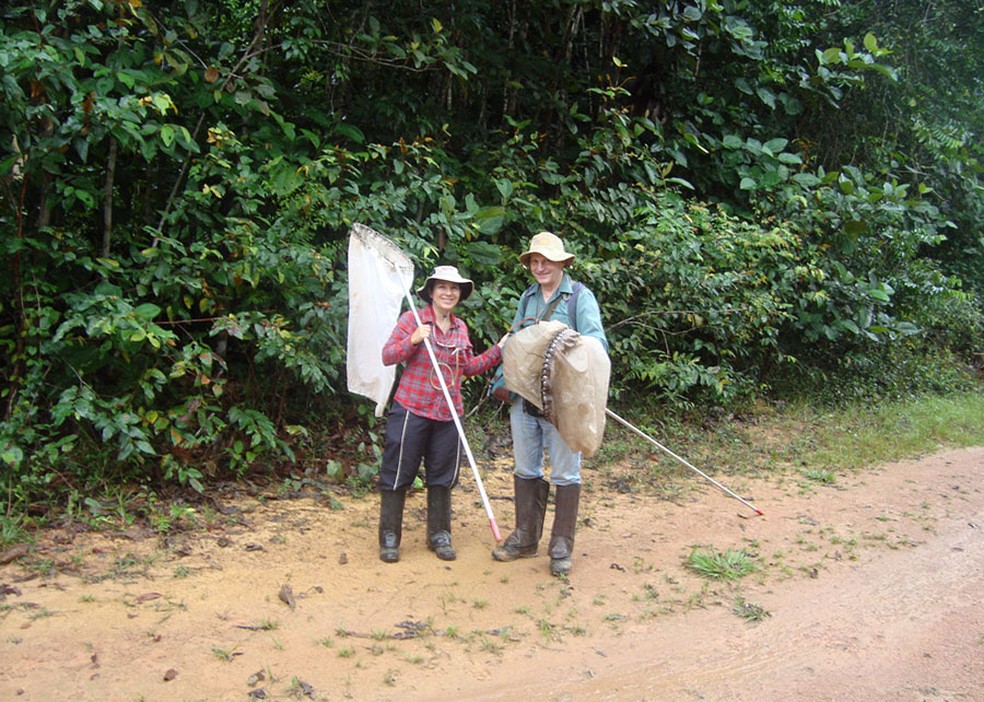 Pesquisadores descrevem 60 novas espécies de insetos no Brasil e ...