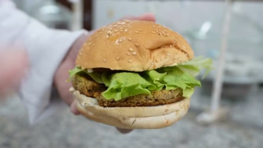 Babaçu vira hambúrguer vegano em projeto da Embrapa com quebradeiras de ...