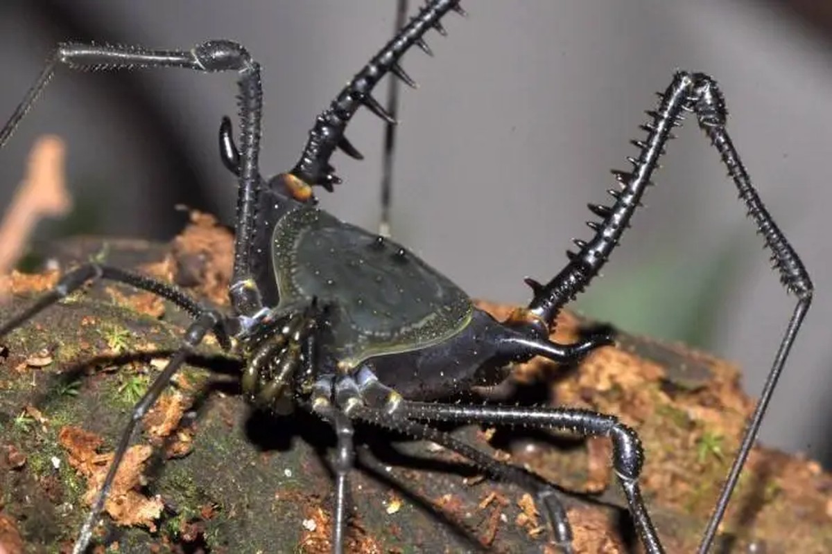 Nova espécie de aracnídeo é descoberta na Mata Atlântica e recebe nome ...