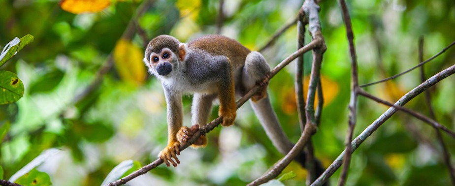 "Amazônia é a última grande região bem preservada e rica em ...