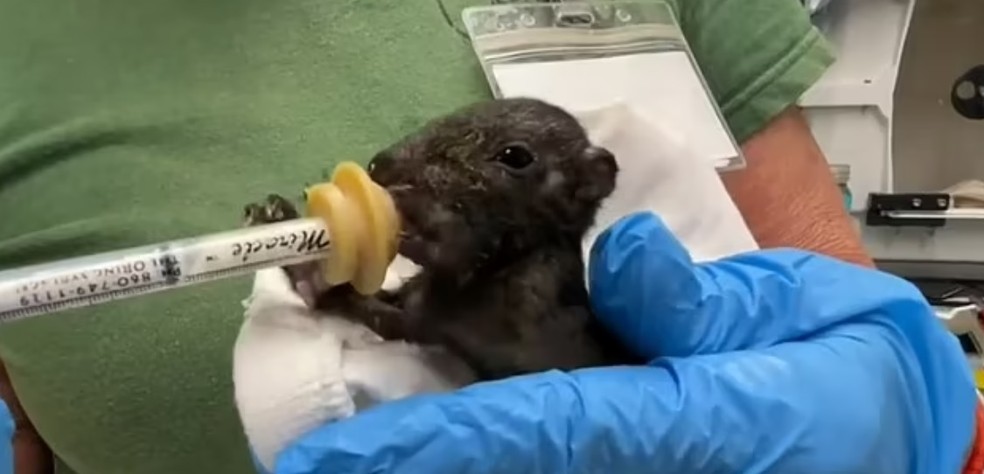 Centenas de filhotes de esquilos são salvos depois de cair de árvores ...