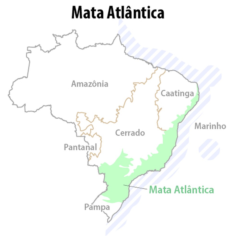 Bioma mais devastado, Mata Atlântica luta para manter biodiversidade